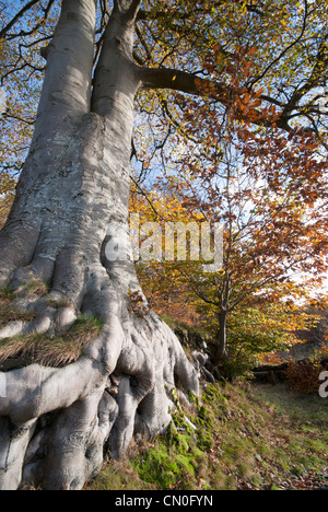 European Beech (Fagus sylvatica) with contorted trunks, Loder Valley ...