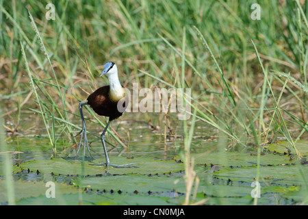 African Jacana or Lily Trotter walking on lily pads (Actophilornis ...