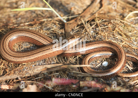 Slow-worm (Anguis Fragilis) female with babies Stock Photo - Alamy