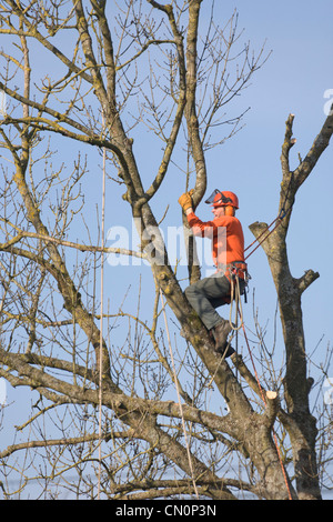 Tree felling fella surgeon removing branches with chainsaw and harness ...