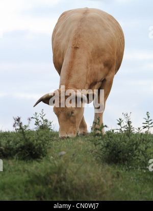 cows bulls bullocks in field Stock Photo - Alamy