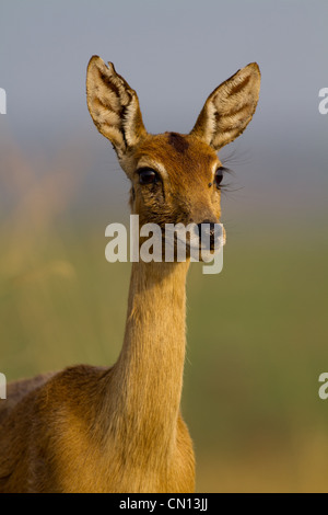 The Oribi (Ourebia ourebi) is a small antelope found in East and ...