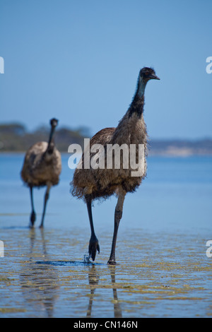 Emu's in water Stock Photo - Alamy