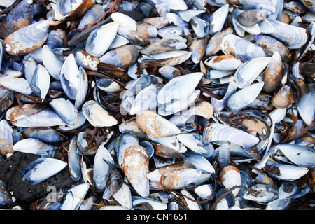 Mussel shells on Portnalong beach, Isle of skye, Scotland, UK Stock ...