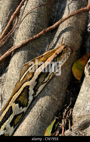 Burmese python, Python molurus bivittatus, Florida Stock Photo - Alamy