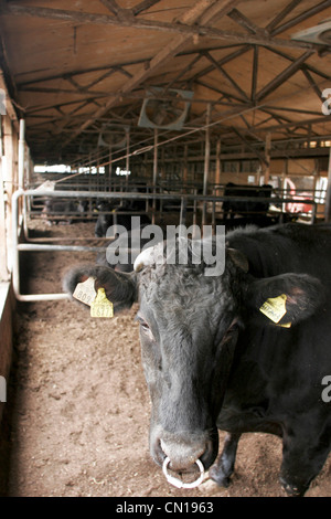 Wagyu, or Kobe beef, cows at the Oguri farm in Nagoya, Japan Stock ...