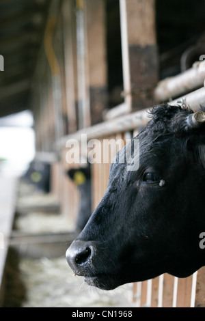 Tajima Kobe beef cows in a field at Tajima Farm Park, Hyogo-prefecture ...