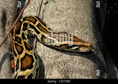 Burmese python, Python molurus bivittatus, Florida Stock Photo ...