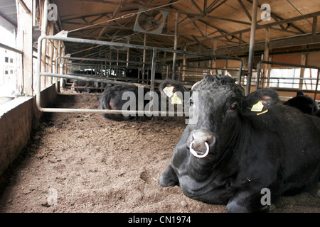 Tajima Kobe beef cows in a field at Tajima Farm Park, Hyogo-prefecture ...