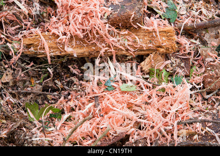 Sawdust on the forest floor after a Cedar tree was chopped down ...