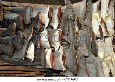 Shark fins drying in the sun, Gulf of California (Sea of Cortez Stock ...