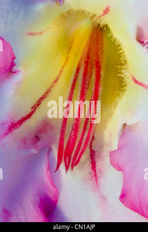 colour, garden, flower, plant, bloom, blossom, flourish, flourishing ...