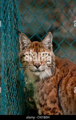 Wild predatory dangerous cat. Lynx in a zoo Stock Photo - Alamy
