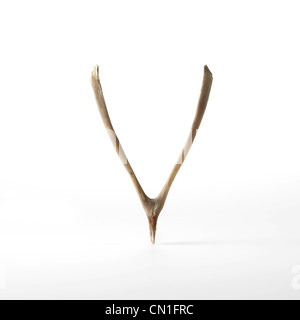 wishbone of a turkey Stock Photo - Alamy