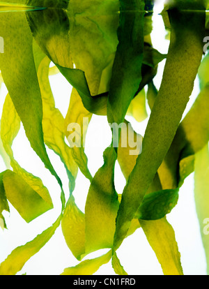 A vertical shot of a green plant under the sunlight in a dark forest ...