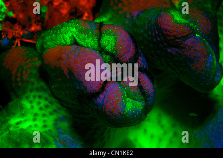Coral under UV light Stock Photo - Alamy