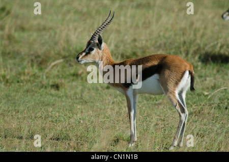 Thomson's gazelle, male, urinating, Lake Nakuru National Park (Gazella ...