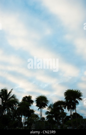 Mexico. Yucatan peninsula. Tulum. Palm trees. Woman reading on Beach ...