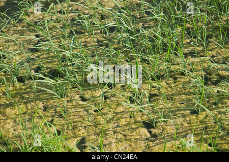 Algae growing in water in rice paddy, China Stock Photo - Alamy