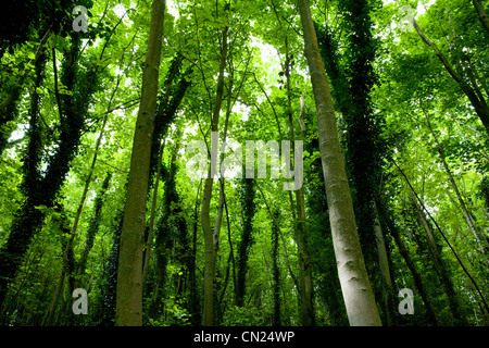 Trees in the forest Stock Photo - Alamy