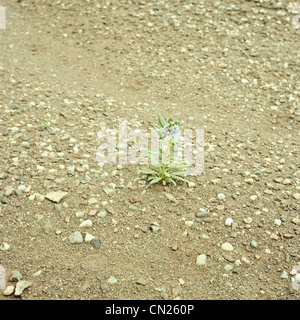 single plant in the desert Stock Photo - Alamy