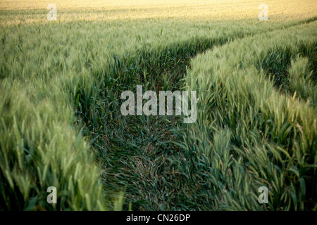 Path through Wheat field Stock Photo - Alamy