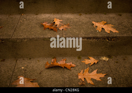 leaves on steps Stock Photo - Alamy