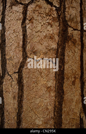 Full frame tree bark texture background. Gray wood skin abstract ...