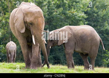 African elephants (Loxodonta africana), Elephant calf running alongside ...