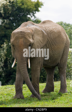 African elephant (Loxodonta africana) in water, Zimanga game reserve ...