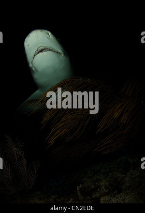 Night Lemon Shark Stock Photo - Alamy