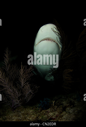 Lemon Shark at Night Stock Photo - Alamy