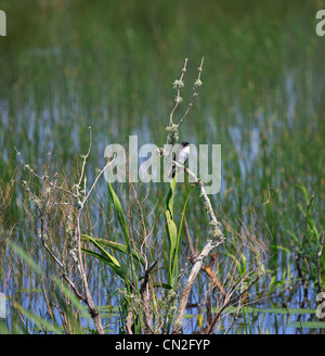 The eastern kingbird (Tyrannus tyrannus) is a large tyrant flycatcher ...