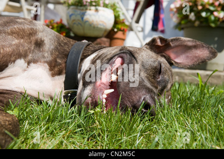 Staffordshire Bull Terrier dog lying down on a tarmac pavement. He is ...