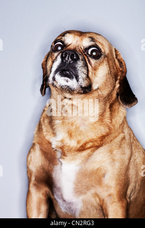 Close up portrait of a puggle dog, selective focus, looking to the side ...