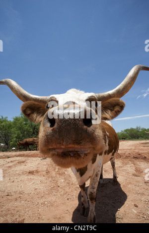 Close up of the face of a longhorn cow, directly looking at the camera ...
