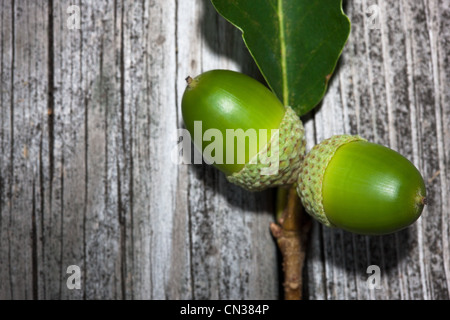 Two acorns, close-up Stock Photo - Alamy