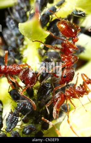 Red Ant (Myrmica rubra) feeding on umbellifer flower. Peak District ...