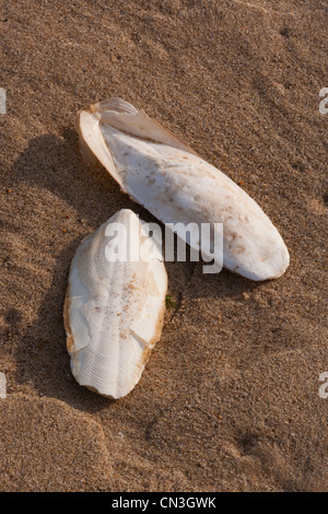 Cuttlefish Bone (Sepia officinalis). Calcareous support for living ...