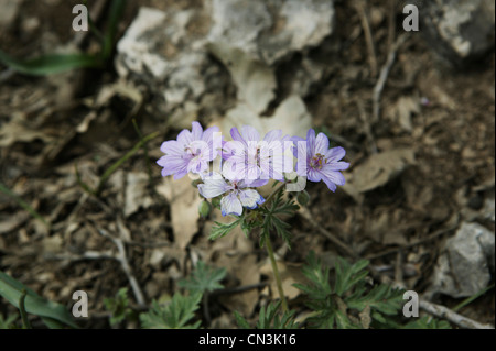 Wild flowers in Iraqi Kurdistan Stock Photo - Alamy