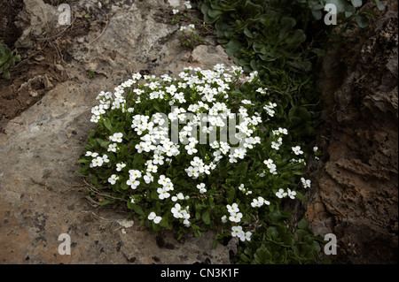 Wild flowers in Iraqi Kurdistan Stock Photo - Alamy