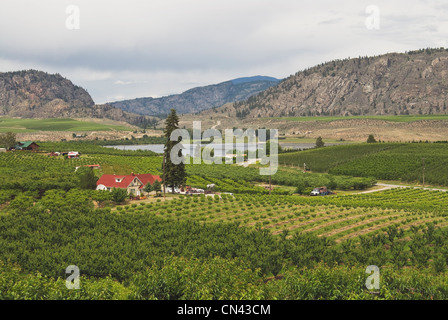 Orchards and Vineyards near Osoyoos, BC Stock Photo - Alamy