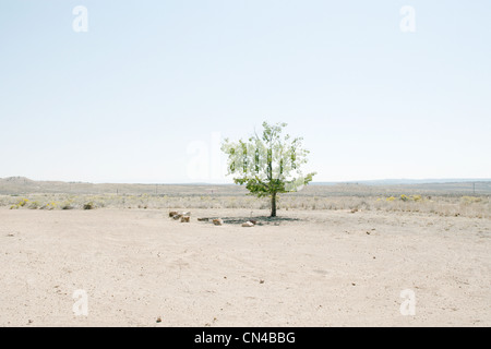 Tree in desert Stock Photo - Alamy