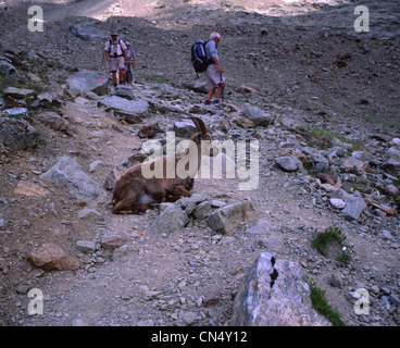 Alpine Ibex (Capra ibex) above Chamonix Stock Photo - Alamy