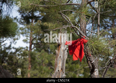 Native American tied prayer cloths and tobacco offerings hanging from a ...