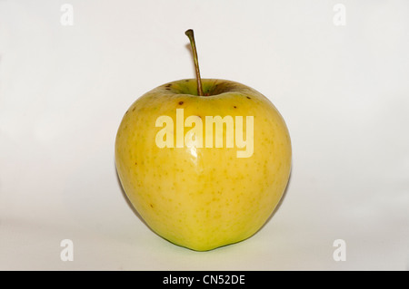 Signe Tillisch, a highly aromatic apple cultivar Stock Photo - Alamy