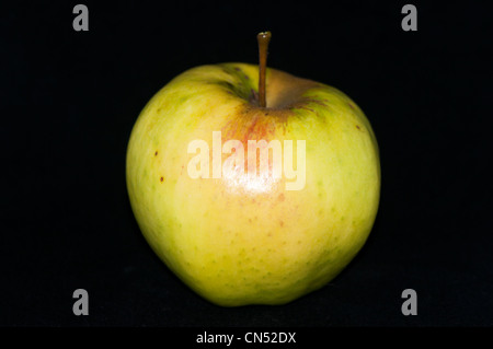 Signe Tillisch, a highly aromatic apple cultivar Stock Photo - Alamy