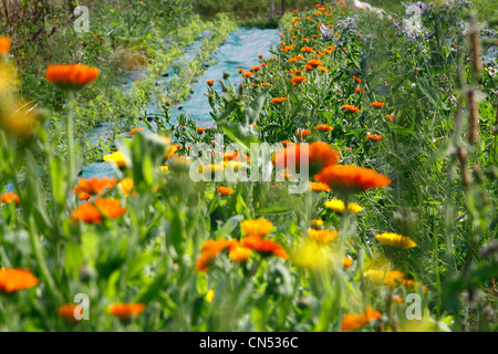 France, Isere, Chartreuse mountains, marigold (Calendula officinalis ...
