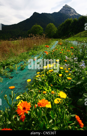 France, Isere, Chartreuse mountains, field marigold (Calendula ...