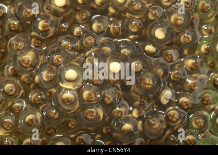 pickerel frog egg mass Stock Photo - Alamy